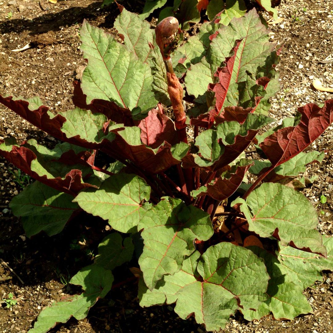 Rheum ‘Ace of Hearts’ | TERRA NOVA® Nurseries, Inc.