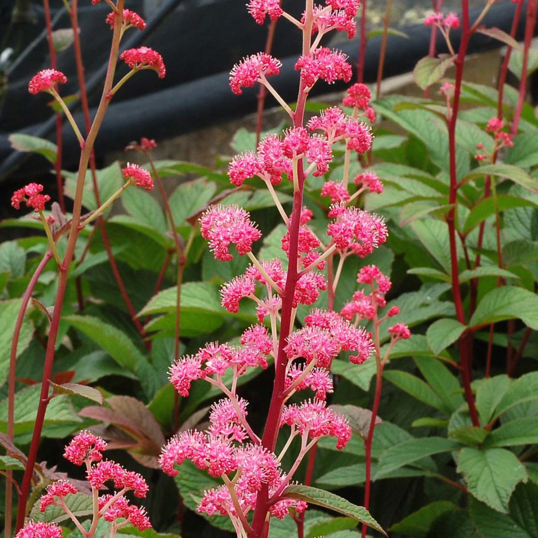Rodgersia ‘Bronze Peacock’ | TERRA NOVA® Nurseries, Inc.