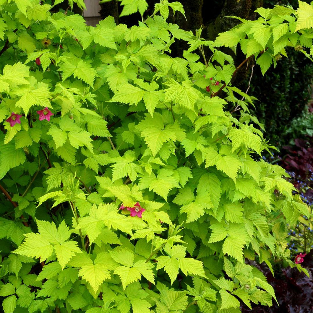 Rubus ‘Golden Ruby’ | TERRA NOVA® Nurseries, Inc.