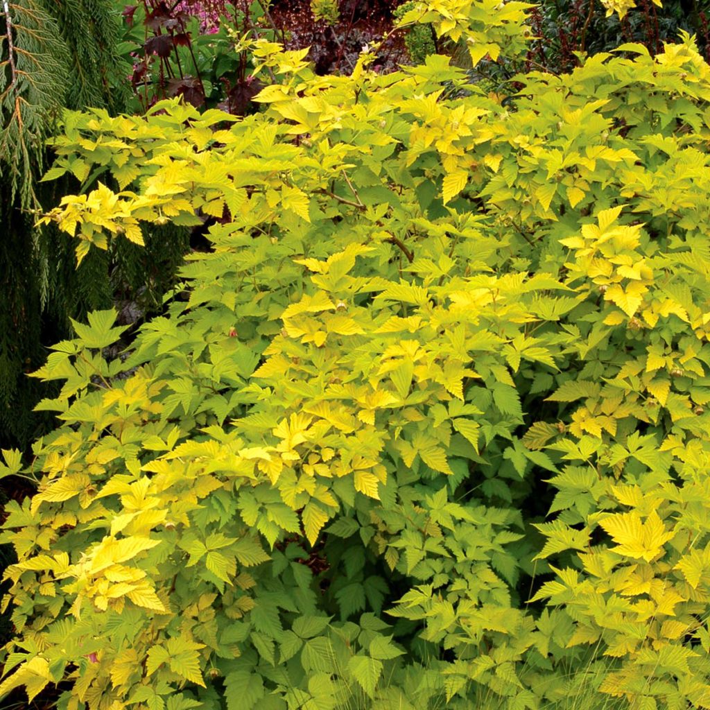 Rubus ‘Golden Ruby’ | TERRA NOVA® Nurseries, Inc.