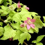 Rubus ‘Golden Ruby’ | TERRA NOVA® Nurseries, Inc.