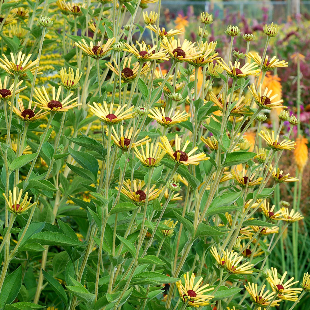 Rudbeckia ‘Little Henry’ | TERRA NOVA® Nurseries, Inc.