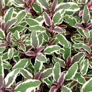 Salvia ‘Silver Sabre’ | TERRA NOVA® Nurseries, Inc.