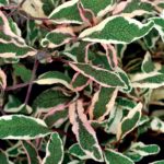 Salvia ‘Silver Sabre’ | TERRA NOVA® Nurseries, Inc.