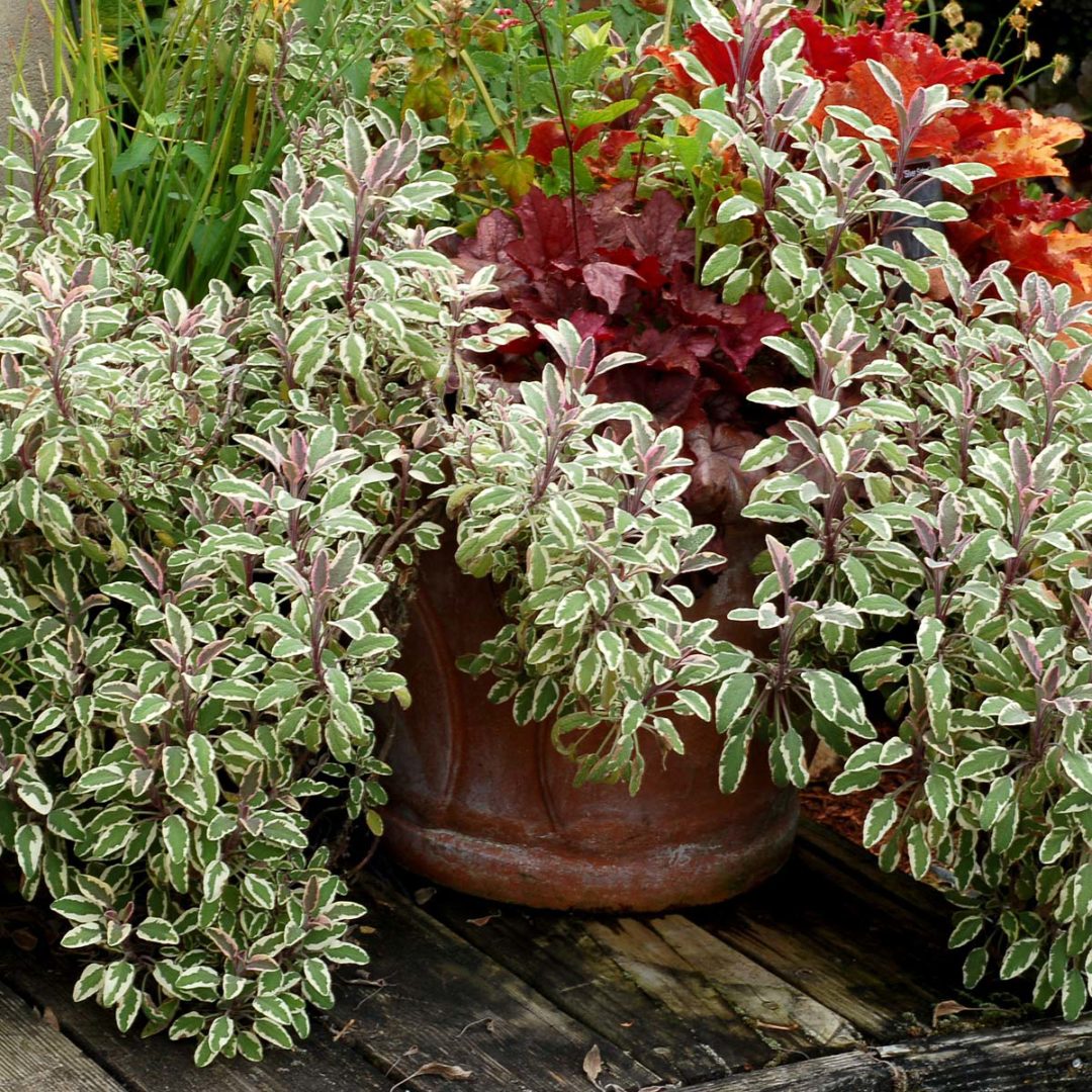 Salvia ‘Silver Sabre’ | TERRA NOVA® Nurseries, Inc.