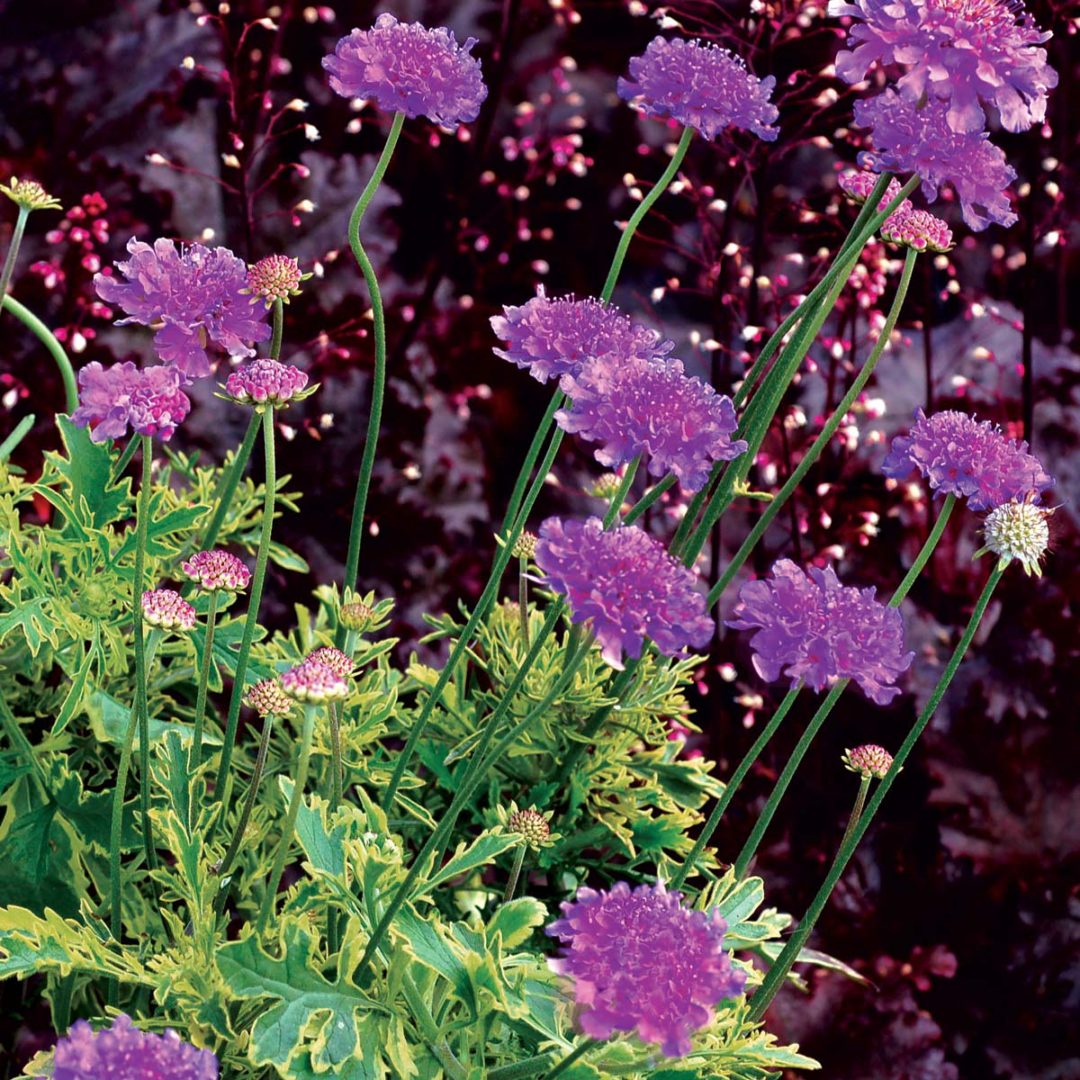 Scabiosa ‘Vivid Imagination’ | TERRA NOVA® Nurseries, Inc.