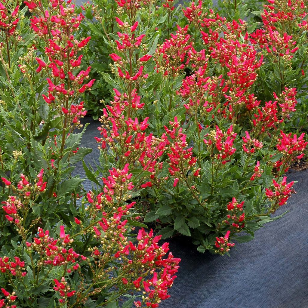 Scrophularia CARDINALE™ ‘Red’ | TERRA NOVA® Nurseries, Inc.
