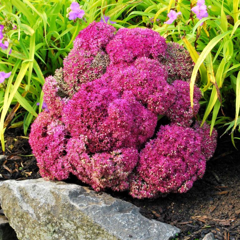 Sedum | TERRA NOVA® Nurseries, Inc.