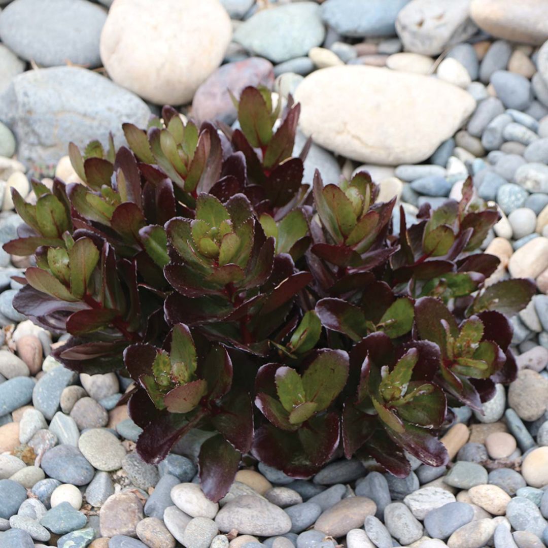 Sedum ‘Chocolate Drop’ | TERRA NOVA® Nurseries, Inc.