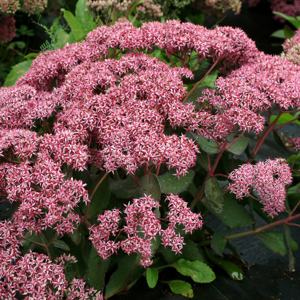 Sedum | TERRA NOVA® Nurseries, Inc.