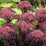 Sedum ‘Dark Magic’ | TERRA NOVA® Nurseries, Inc.