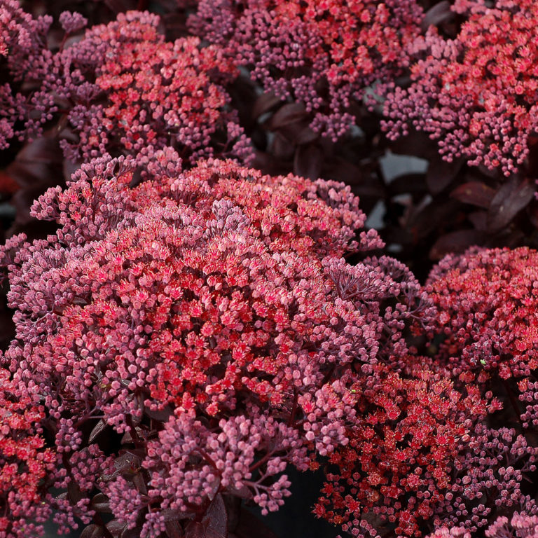 Sedum ‘Dark Magic’ | TERRA NOVA® Nurseries, Inc.