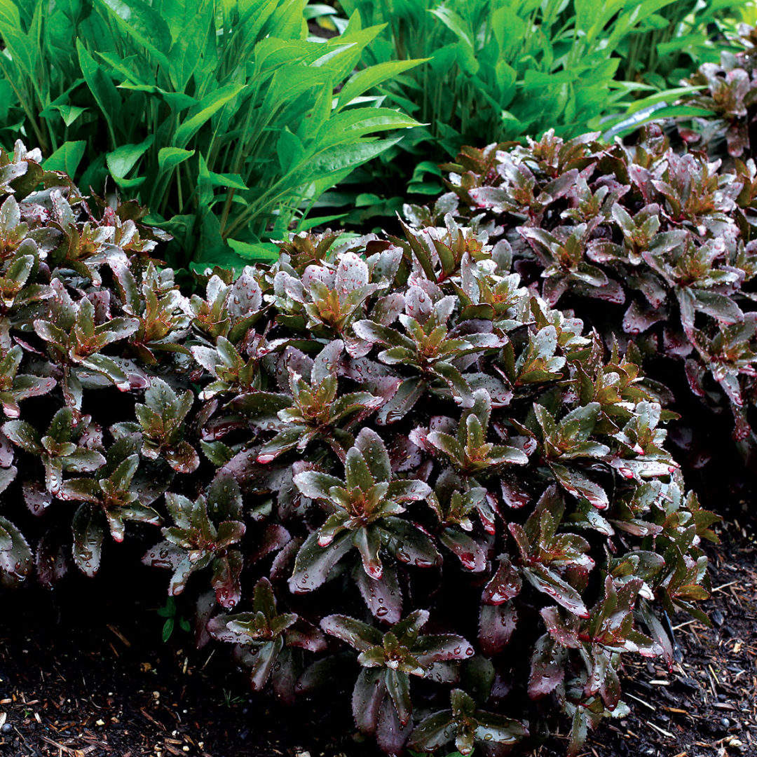 Sedum ‘Dark Magic’ | TERRA NOVA® Nurseries, Inc.