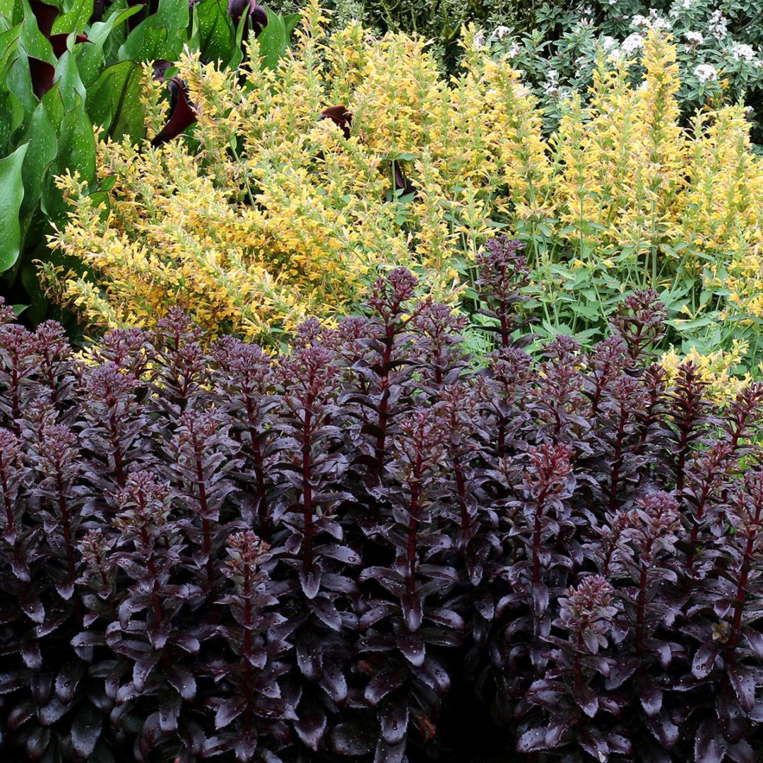 Sedum ‘Dark Magic’ | TERRA NOVA® Nurseries, Inc.