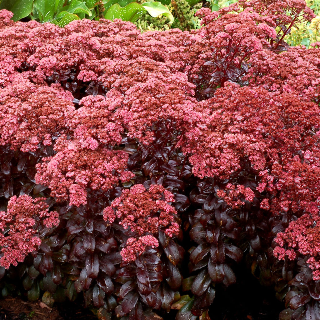 Sedum ‘Dark Magic’ | TERRA NOVA® Nurseries, Inc.