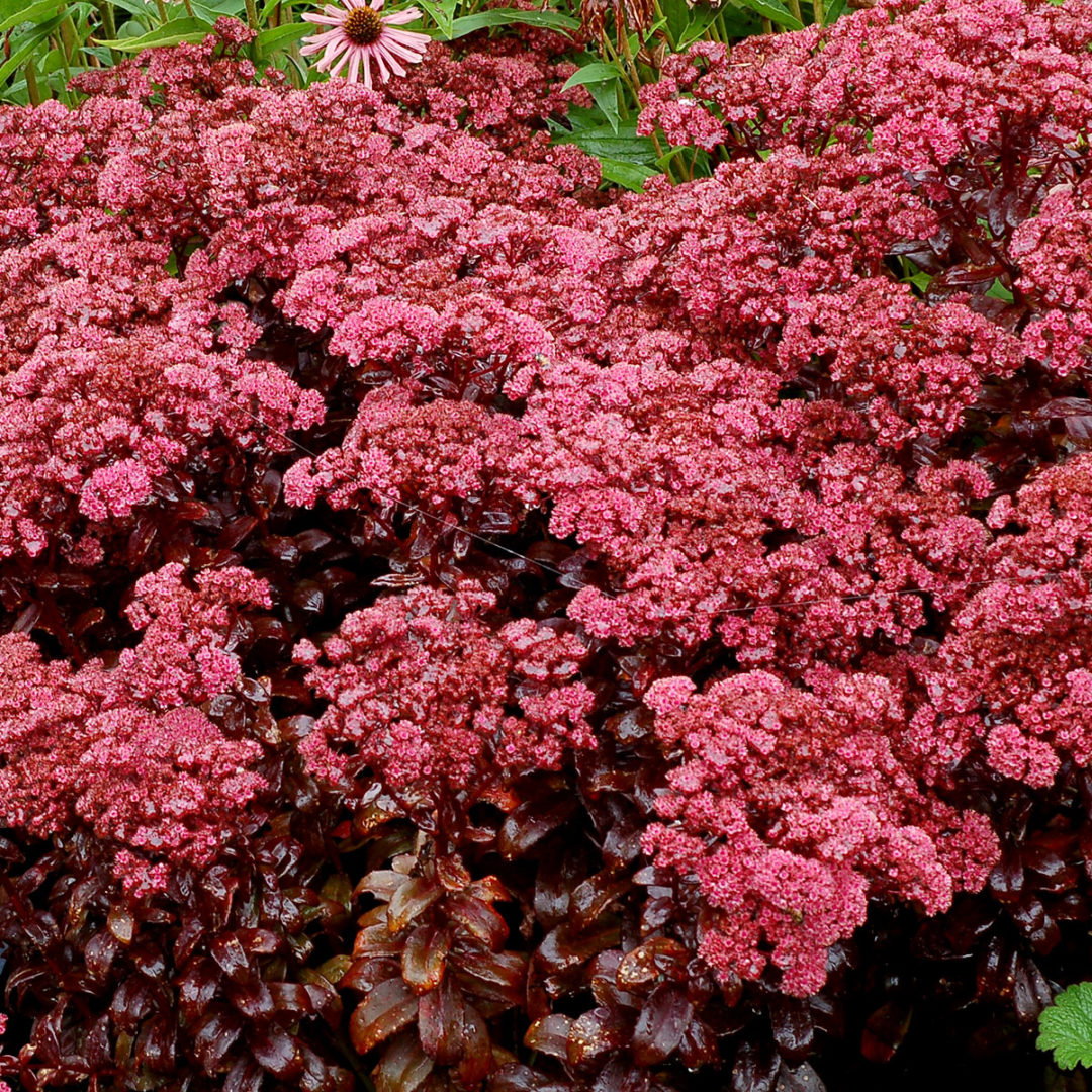 Sedum ‘Dark Magic’ | TERRA NOVA® Nurseries, Inc.