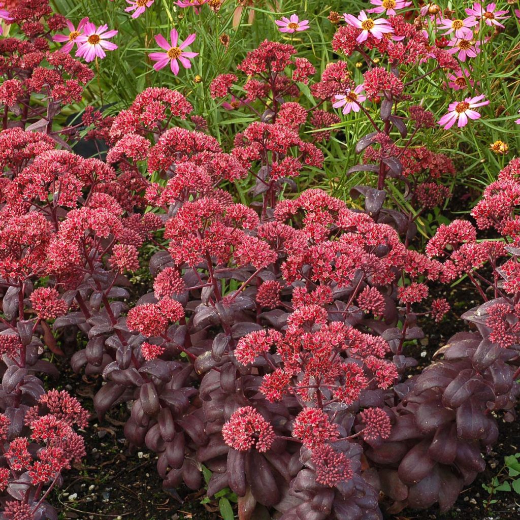 Sedum ‘Desert Red’ | TERRA NOVA® Nurseries, Inc.