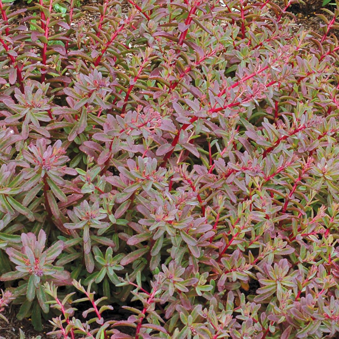 Sedum ‘Desert Red’ | TERRA NOVA® Nurseries, Inc.