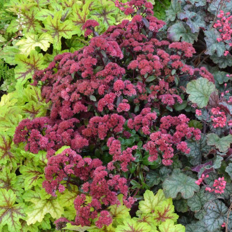 Sedum ‘Desert Red’ | TERRA NOVA® Nurseries, Inc.