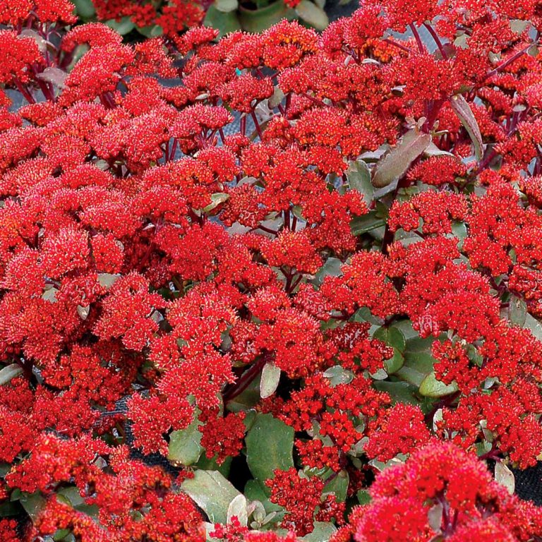 Sedum ‘Desert Red’ | TERRA NOVA® Nurseries, Inc.