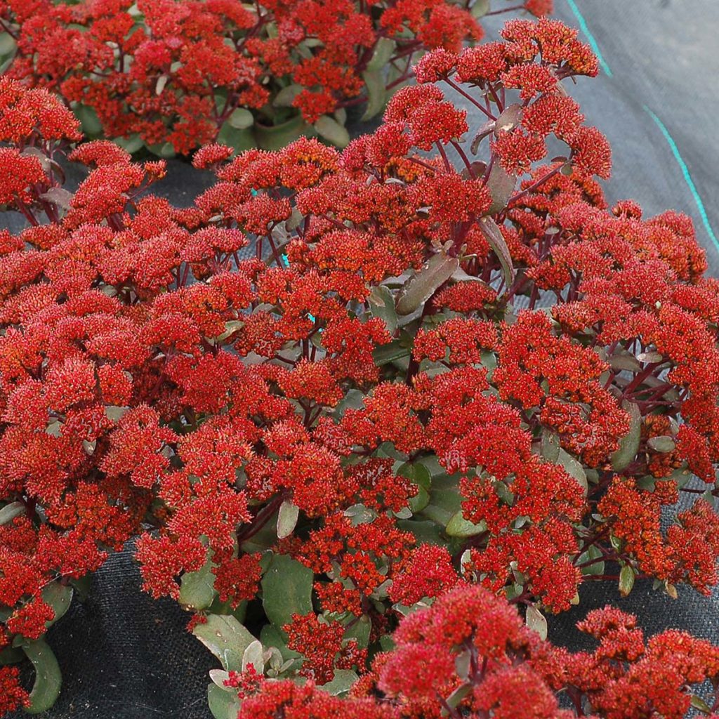 Sedum ‘Desert Red’ | TERRA NOVA® Nurseries, Inc.