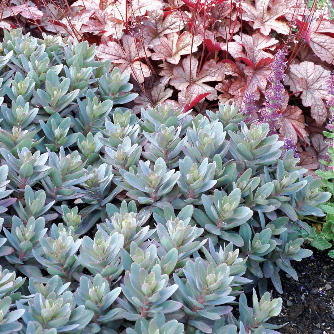 Sedum | TERRA NOVA® Nurseries, Inc.