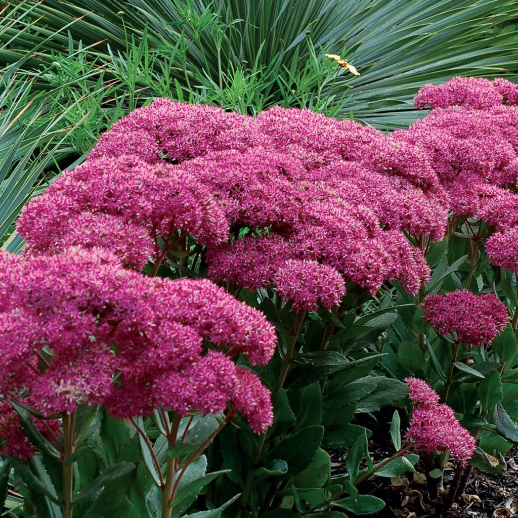 Sedum ‘Mr. Goodbud’ | TERRA NOVA® Nurseries, Inc.