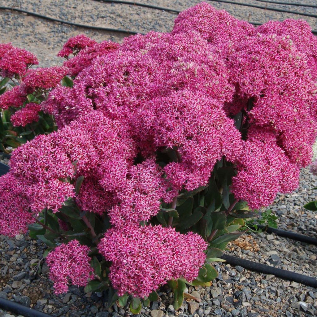 Sedum ‘Mr. Goodbud’ | TERRA NOVA® Nurseries, Inc.