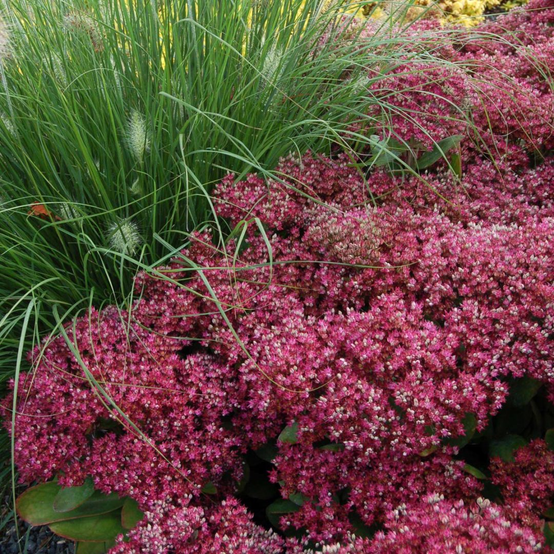 Sedum ‘Mr. Goodbud’ | TERRA NOVA® Nurseries, Inc.