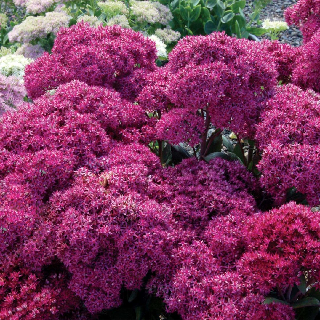 Sedum ‘Mr. Goodbud’ | TERRA NOVA® Nurseries, Inc.