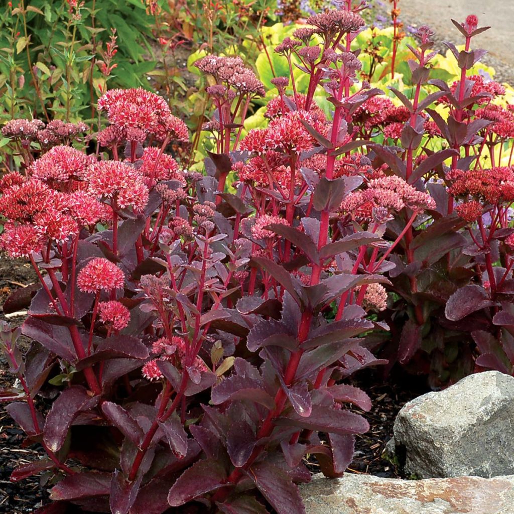 Sedum ‘Raspberry Truffle’ | TERRA NOVA® Nurseries, Inc.