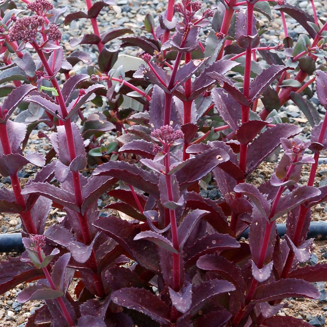 Sedum ‘Raspberry Truffle’ | TERRA NOVA® Nurseries, Inc.
