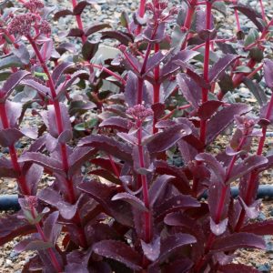 Sedum ‘Raspberry Truffle’ | TERRA NOVA® Nurseries, Inc.