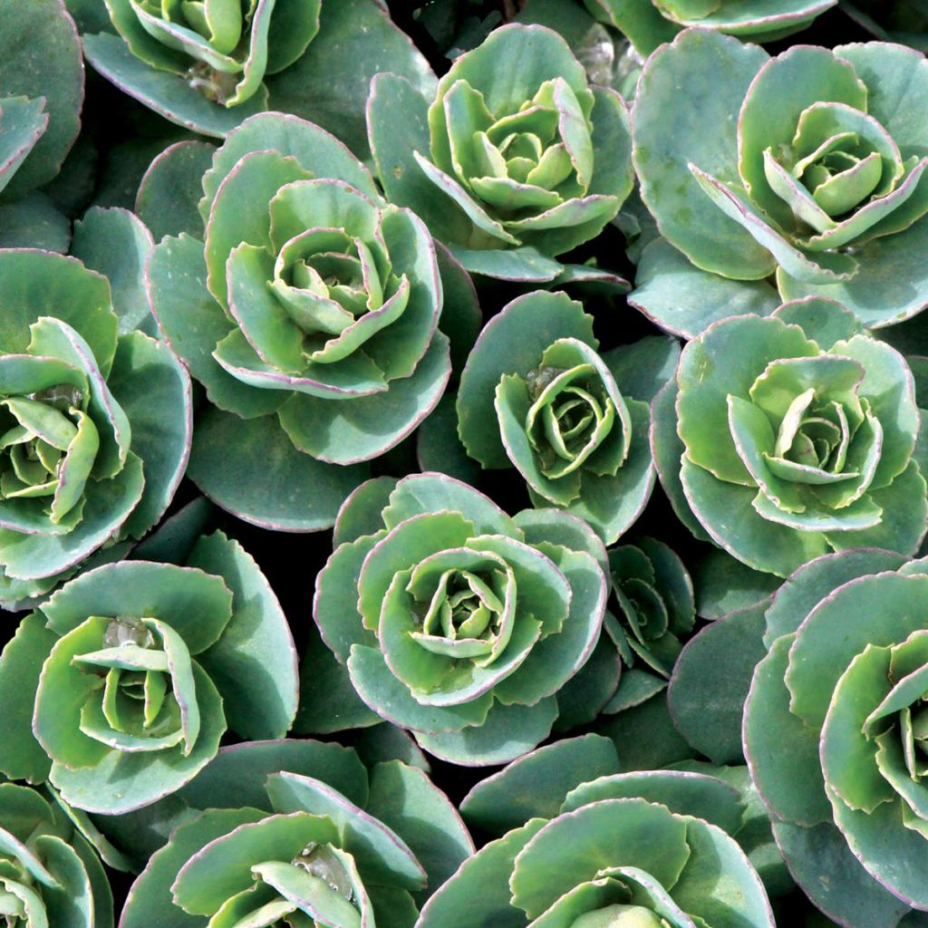 Sedum ‘Rosetta’ | TERRA NOVA® Nurseries, Inc.