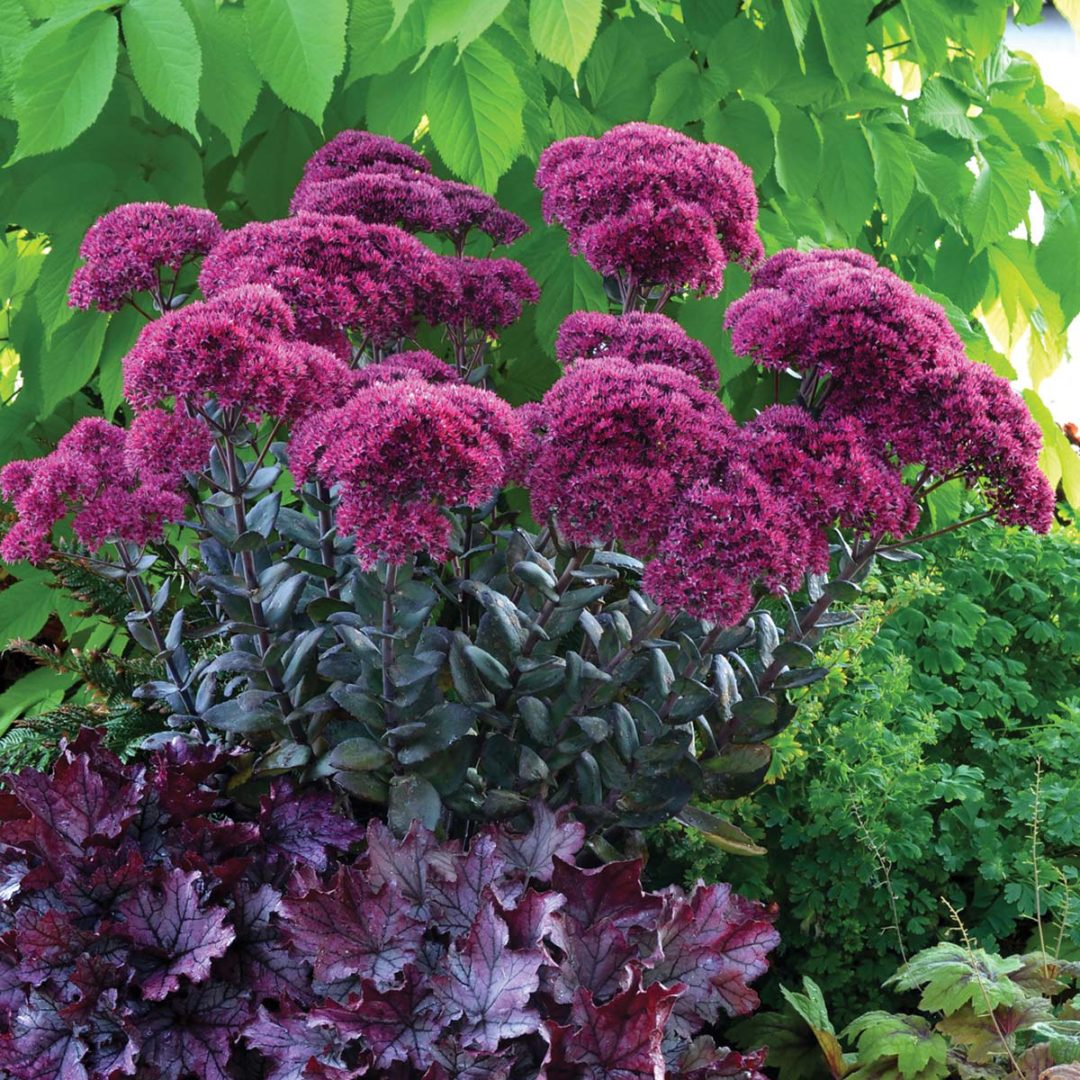 Sedum ‘Thunderhead’ | TERRA NOVA® Nurseries, Inc.