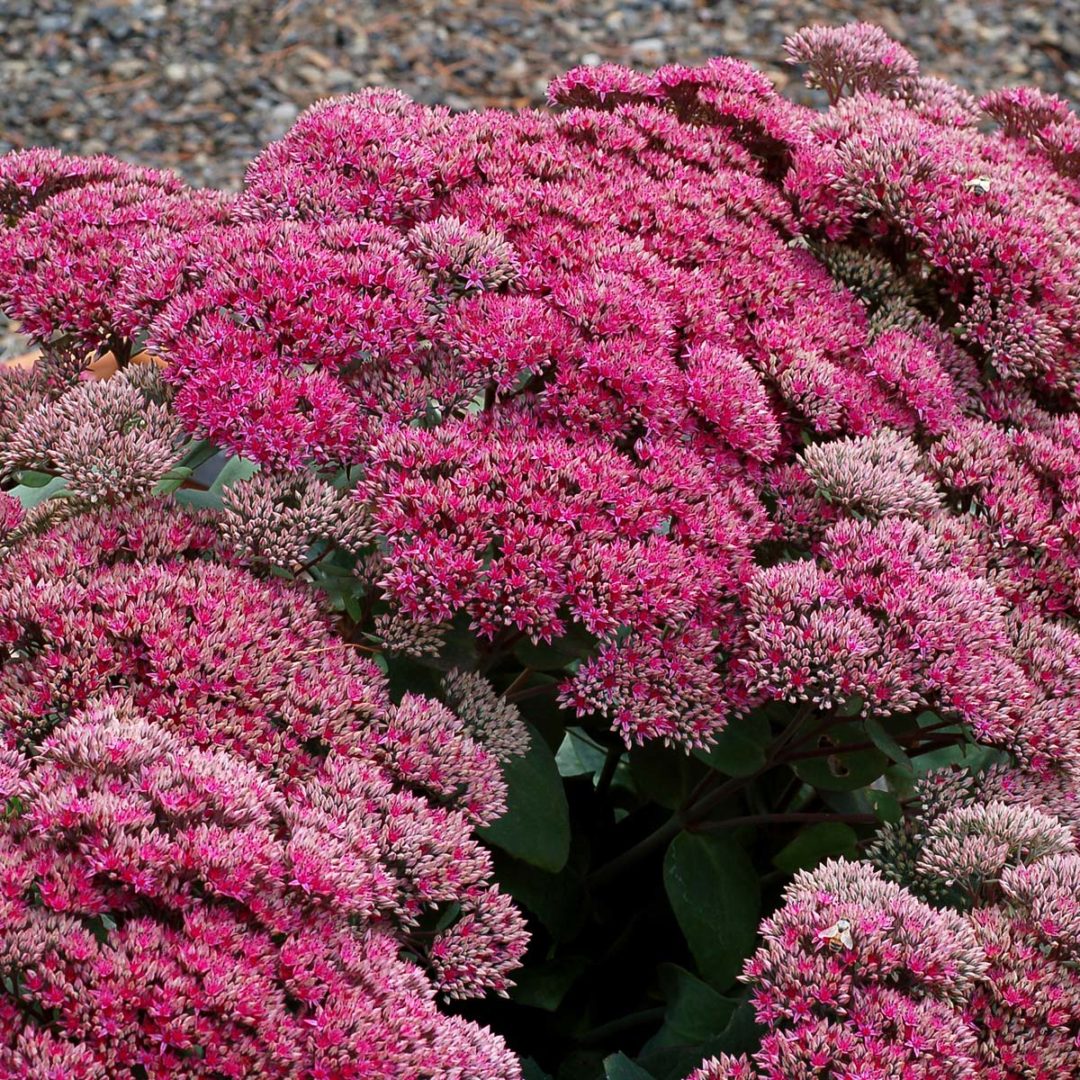 Sedum ‘Thunderhead’ | TERRA NOVA® Nurseries, Inc.