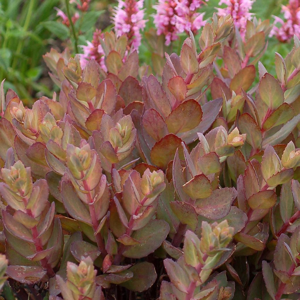 Sedum ‘Thunderhead’ | TERRA NOVA® Nurseries, Inc.