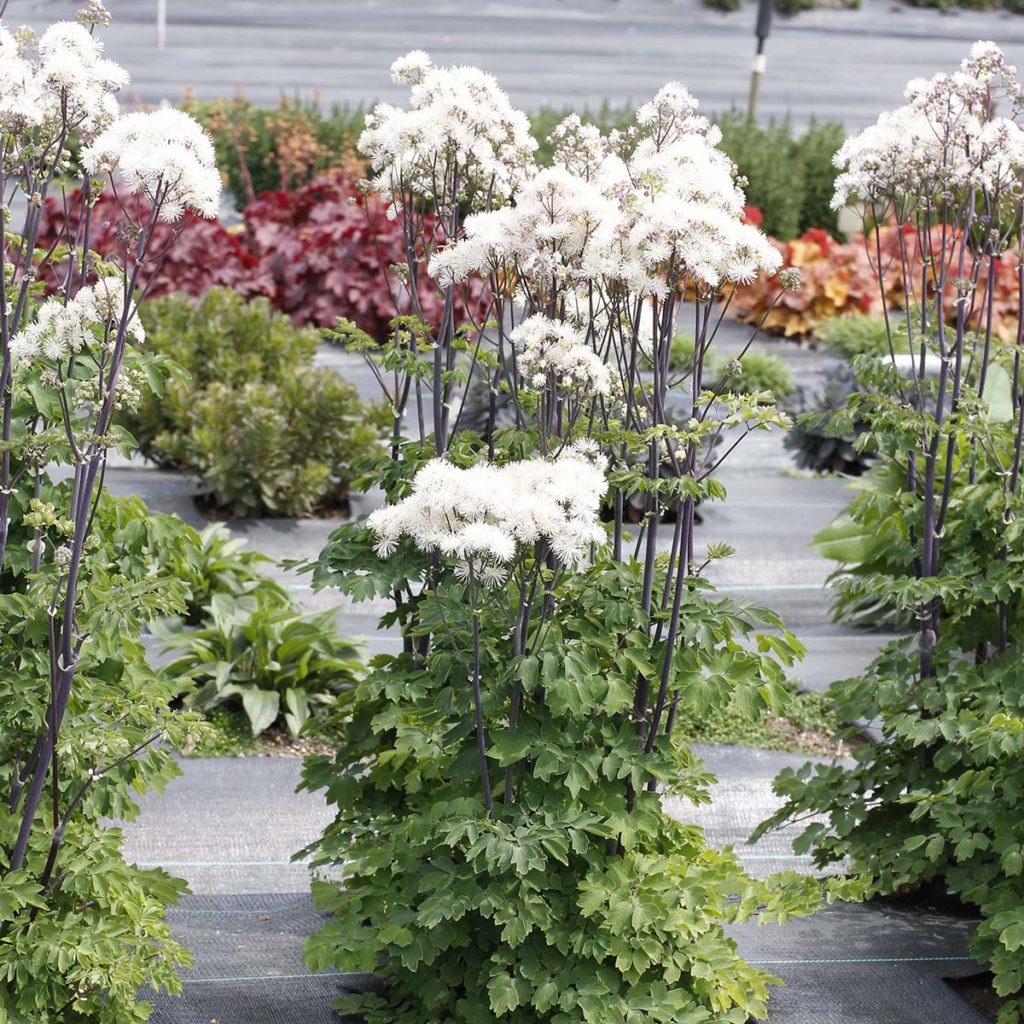 Thalictrum ‘Black Stockings White’ | TERRA NOVA® Nurseries, Inc.
