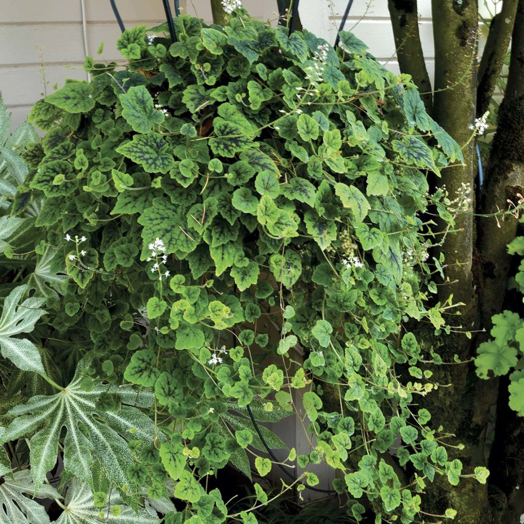 Tiarella ‘Appalachian Trail’ | TERRA NOVA® Nurseries, Inc.