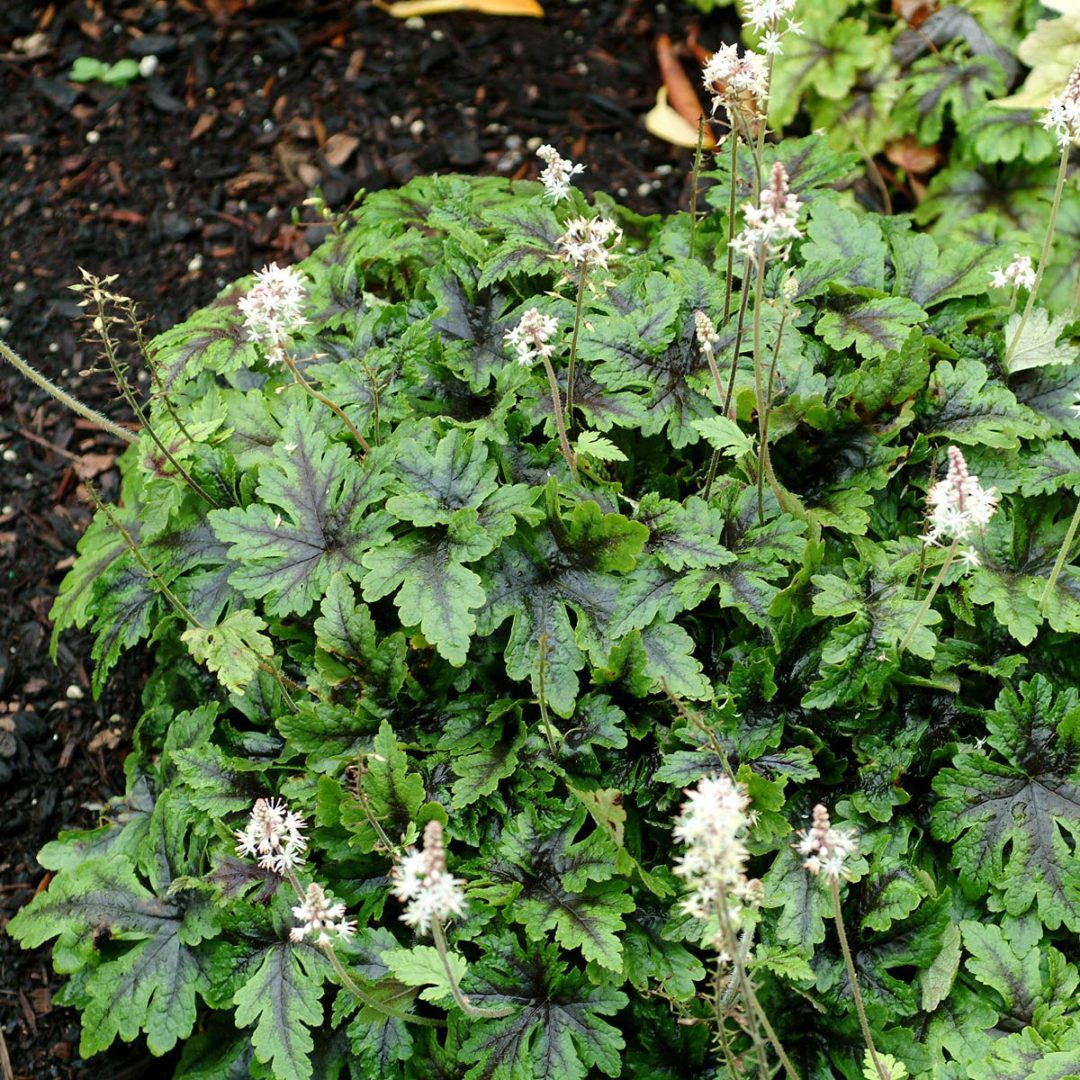 Tiarella ‘Neon Lights’ | TERRA NOVA® Nurseries, Inc.