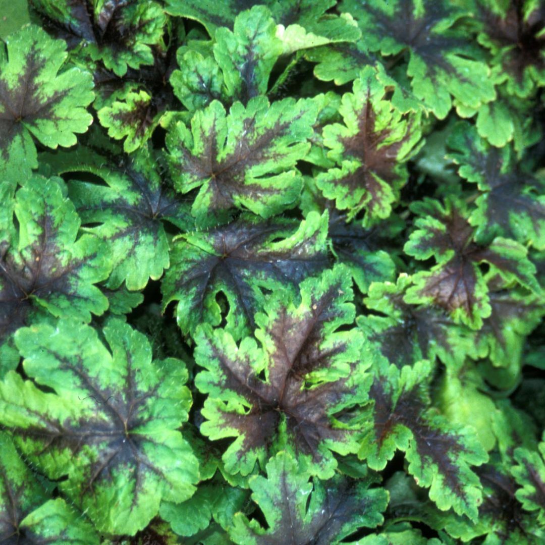 Tiarella ‘Neon Lights’ | TERRA NOVA® Nurseries, Inc.