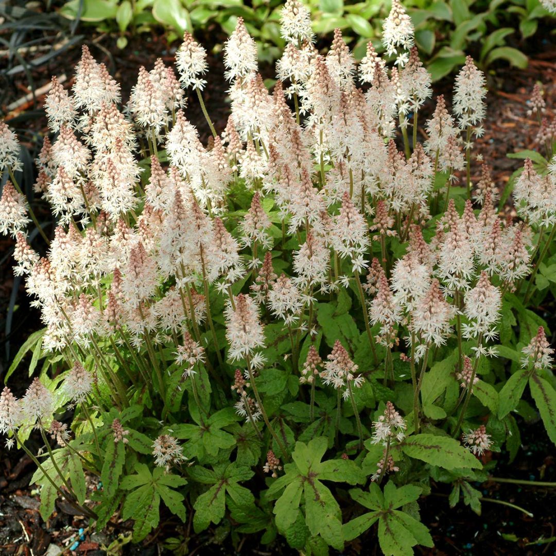 Tiarella ‘Spring Symphony’ | TERRA NOVA® Nurseries, Inc.