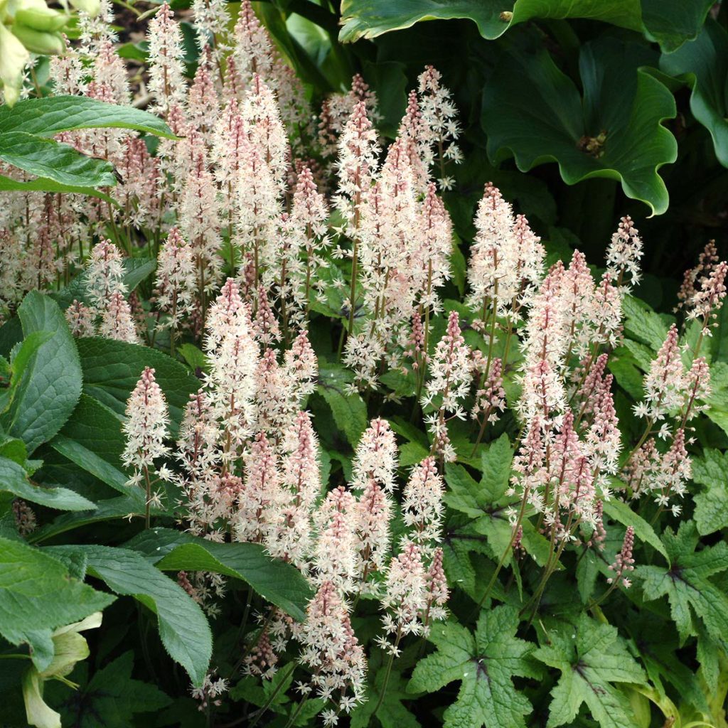 Tiarella ‘Spring Symphony’ | TERRA NOVA® Nurseries, Inc.
