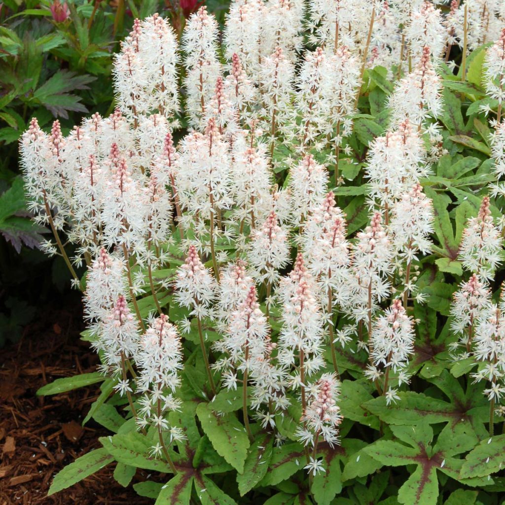 Tiarella ‘Spring Symphony’ | TERRA NOVA® Nurseries, Inc.