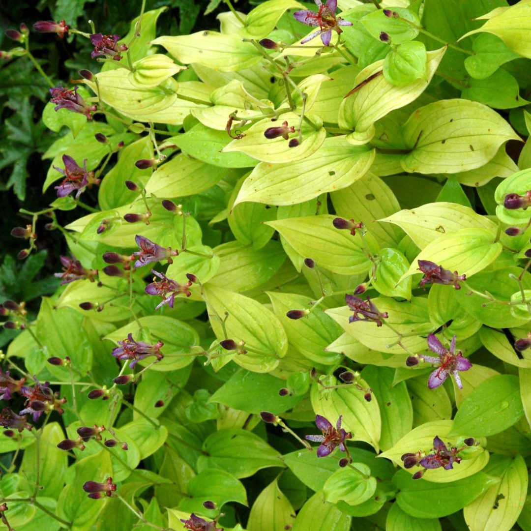 Tricyrtis ‘Gilty Pleasure’ | TERRA NOVA® Nurseries, Inc.