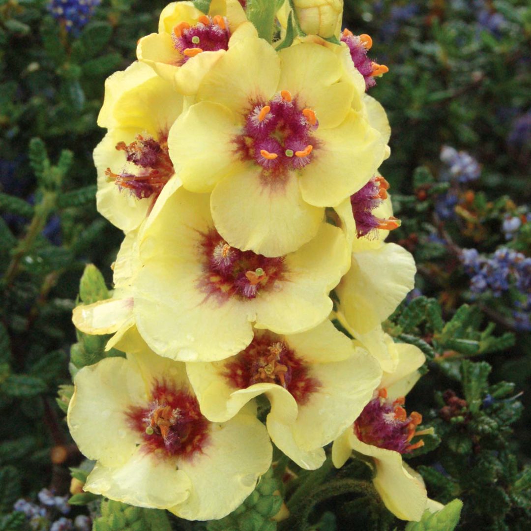 Verbascum ‘Dark Eyes’ | TERRA NOVA® Nurseries, Inc.