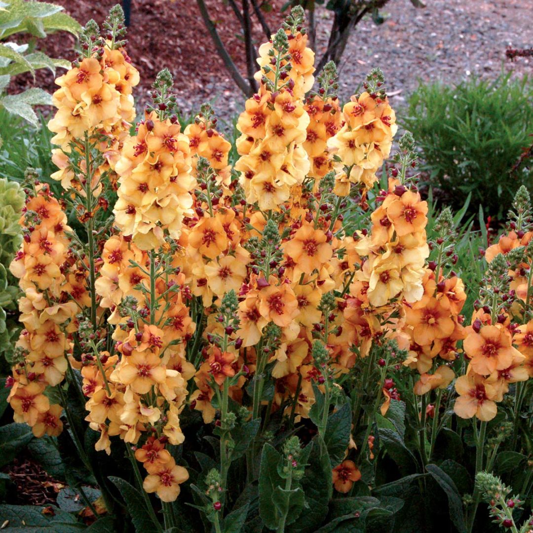 Verbascum ‘Honey Dijon’ | TERRA NOVA® Nurseries, Inc.