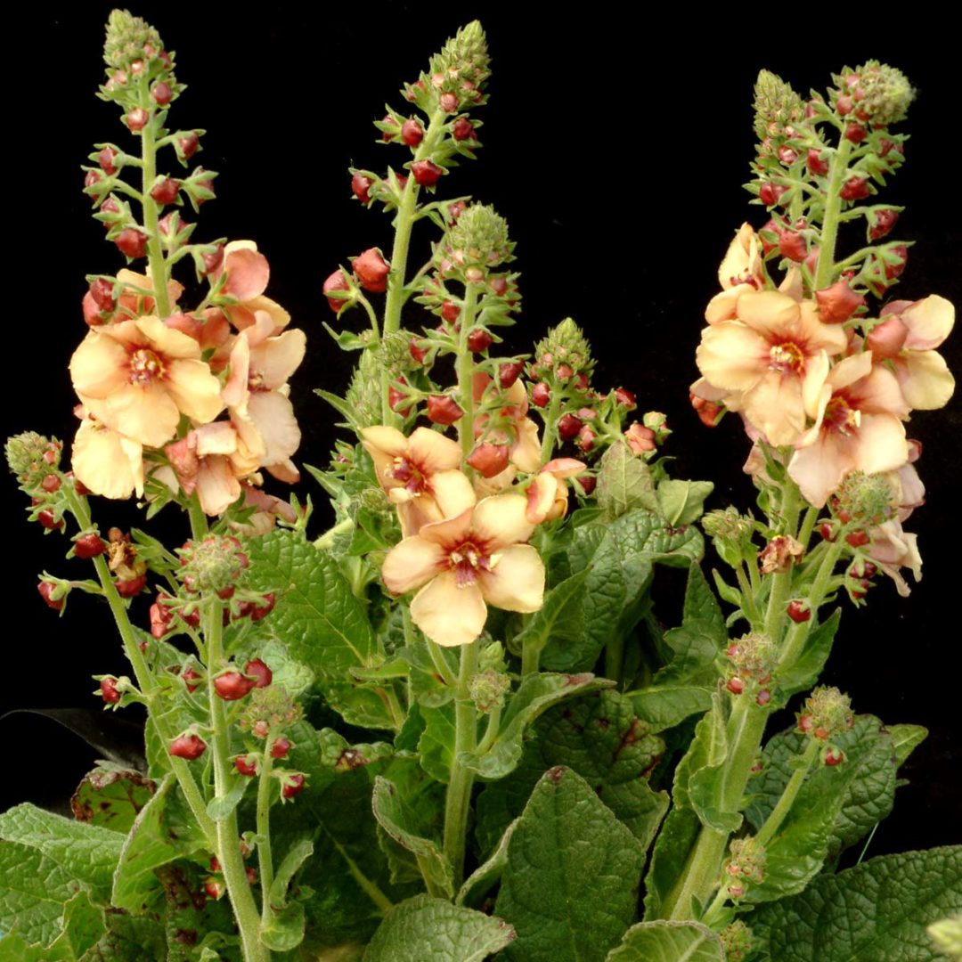 Verbascum ‘Honey Dijon’ | TERRA NOVA® Nurseries, Inc.