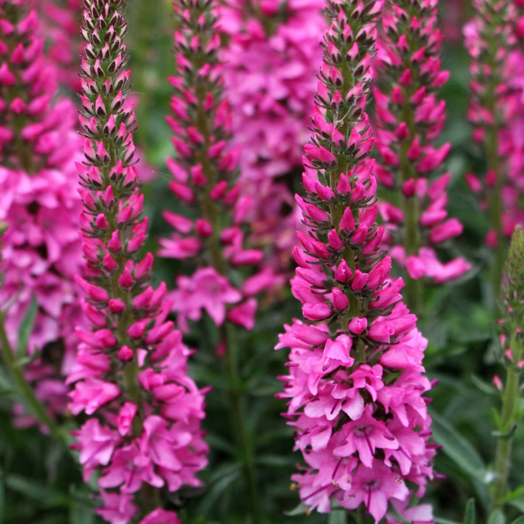 Veronica ‘Aspire’ | TERRA NOVA® Nurseries, Inc.