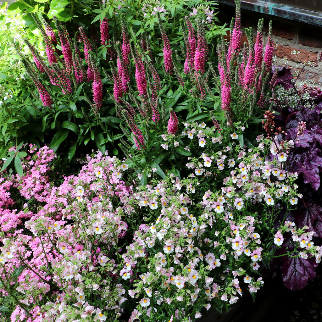 Veronica ‘Aspire’ | TERRA NOVA® Nurseries, Inc.